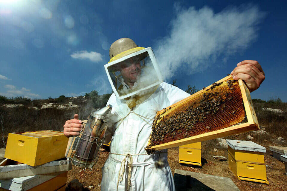 דעה | על הדבש ועל העוקץ | ישראל היום