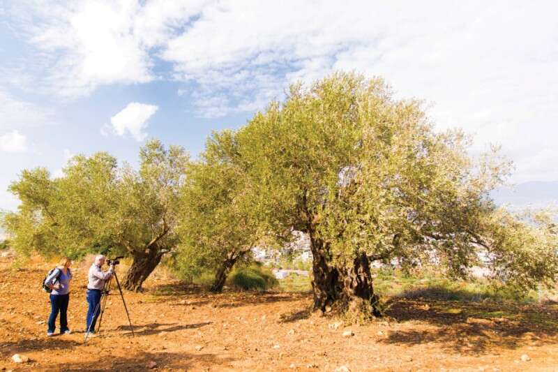 חגיגת עונת המסיק בבית הבד של הגולן // צילומים: סמדר טלמון, סאלח דאקסה