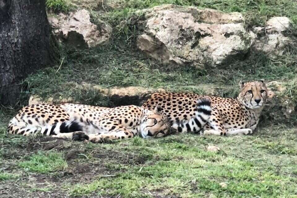 חיבור חייתי: גן החיות שמקרב בין בני נוער מכל המגזרים עם בעלי חיים | צפו ...