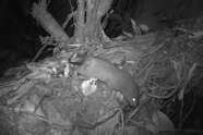 The World s Largest Mouse Just Discovered And Already Causing Mayhem