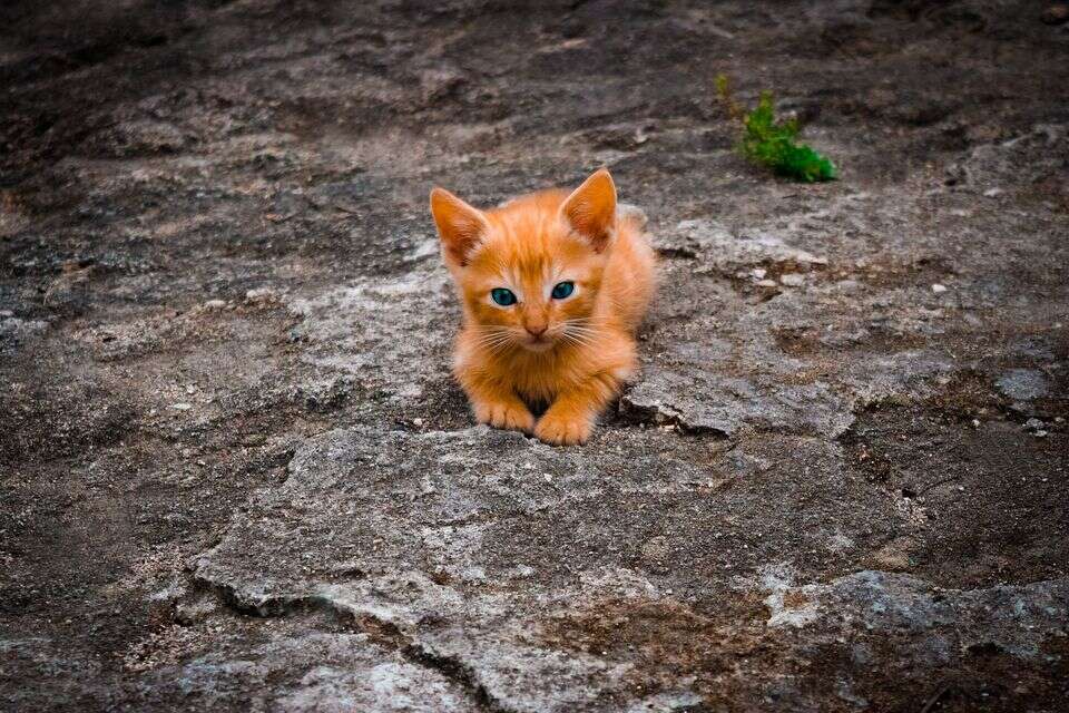 אלו 12 גזעי החתולים שחיים הכי הרבה | ישראל היום