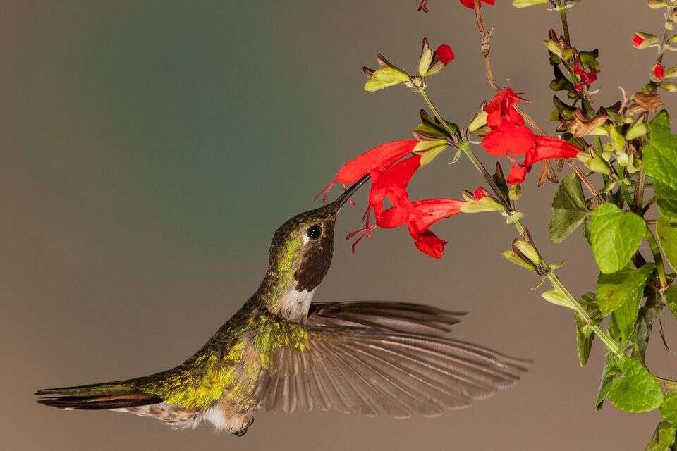 מדוע יונק הדבש מצוי בסכנת הכחדה מיידית? | ישראל היום