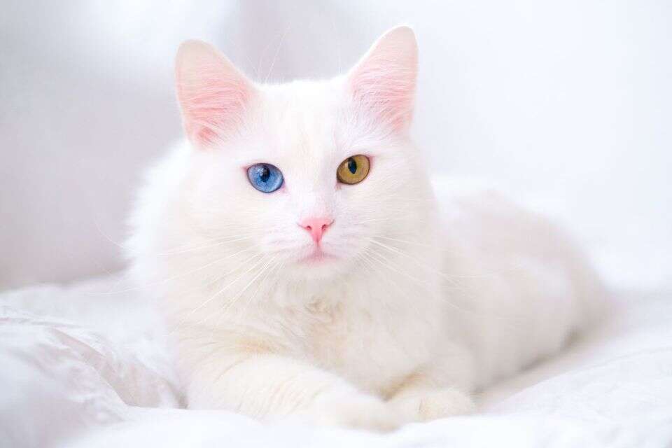 זו לא תמונת AI: הכירו את החתולים שמשגעים את העולם | ישראל היום