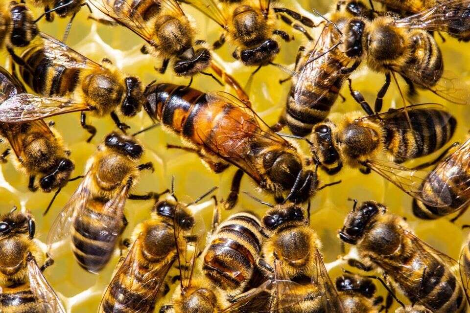 צפו: 14 מיליון דבורים שוחררו בעקבות התהפכות משאית | ישראל היום